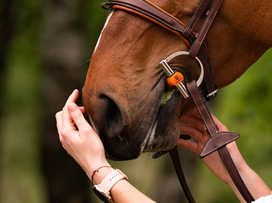 Le mors idéal pour votre cheval - quel type choisir? | Winderen ...