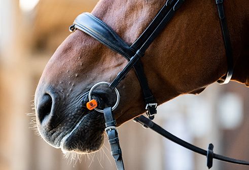 How to fit a bit to a horse? Choosing and adjusting | manufacturer and ...