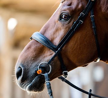 How to fit a bit to a horse? Choosing and adjusting | manufacturer and ...